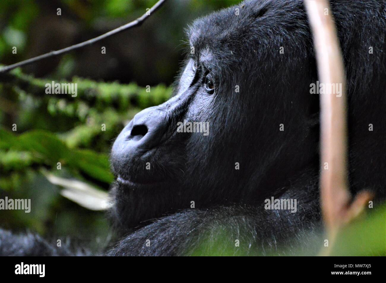Silverback gorilla eyes hi-res stock photography and images - Alamy