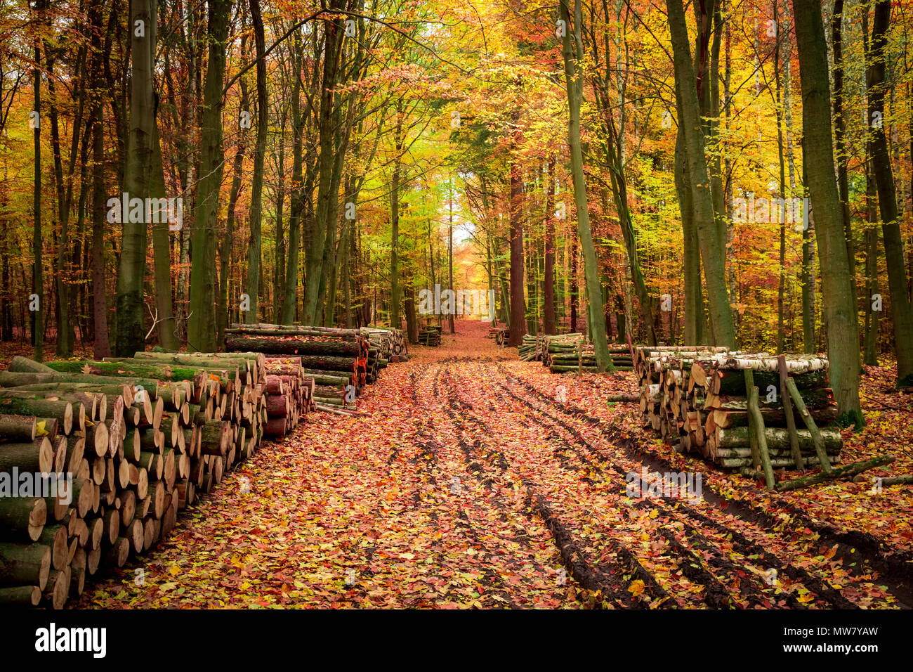 Stumped tree in an autumn forest in Poland Stock Photo - Alamy