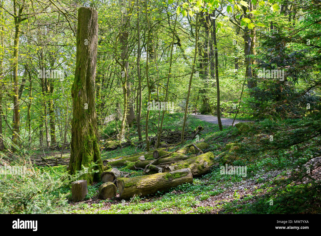 Typical british deciduous woodland scene Stock Photo - Alamy