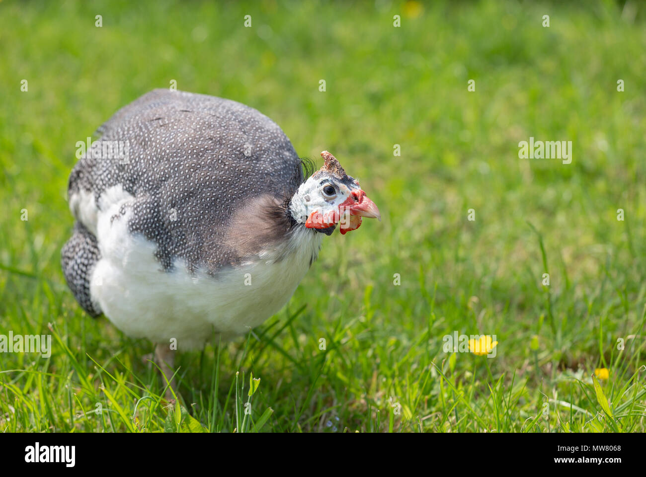 Strutting for hen hi-res stock photography and images - Alamy