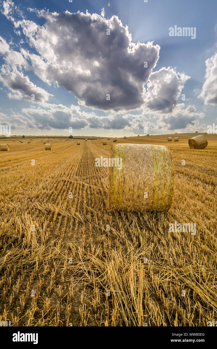 Golden sheaf of hay andf blue sky at summer Stock Photo - Alamy