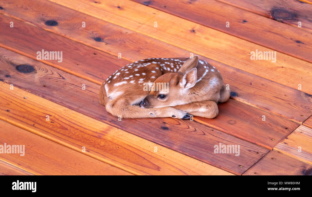 Small Deer Fawn Resting on Cedar Wood Deck Stock Photo - Alamy