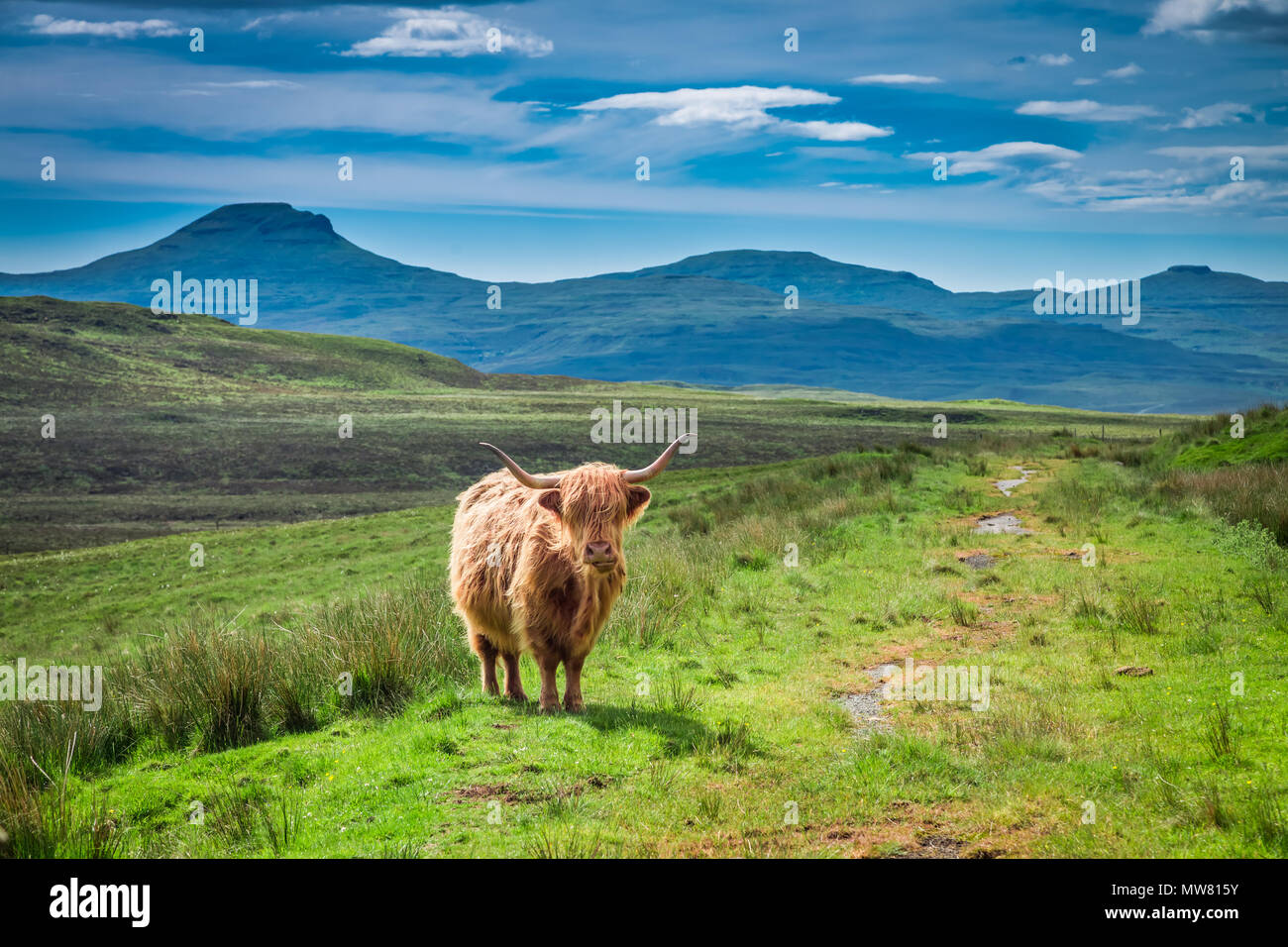 Brown highland cow and green field, Scotland Stock Photo - Alamy