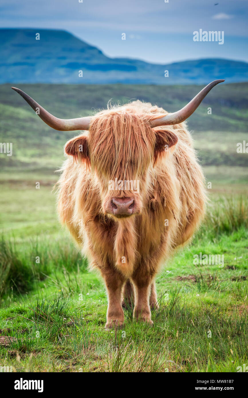 Highland closeup hi-res stock photography and images - Alamy