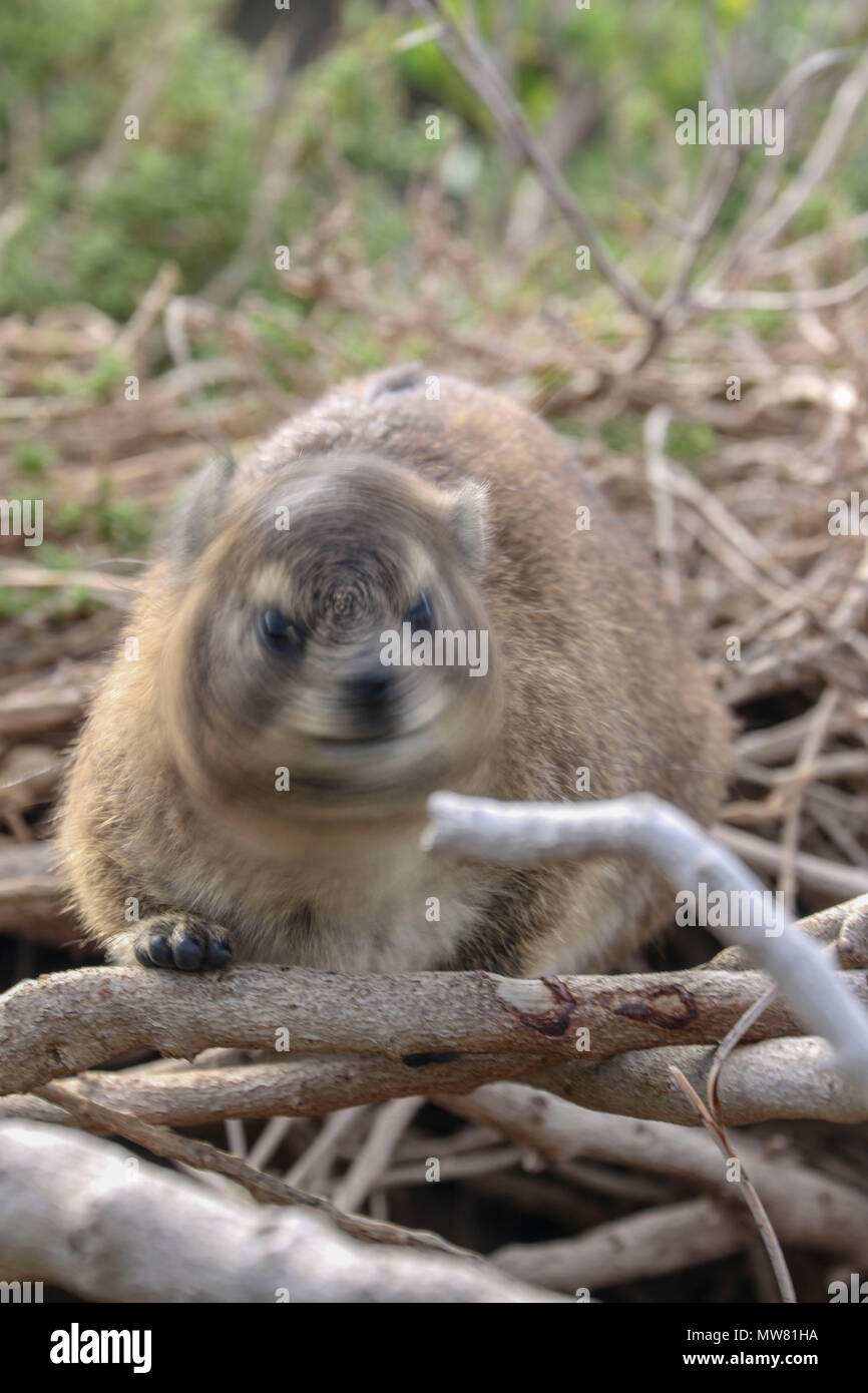 Feet rock hyrax procavia capensis hi-res stock photography and images ...