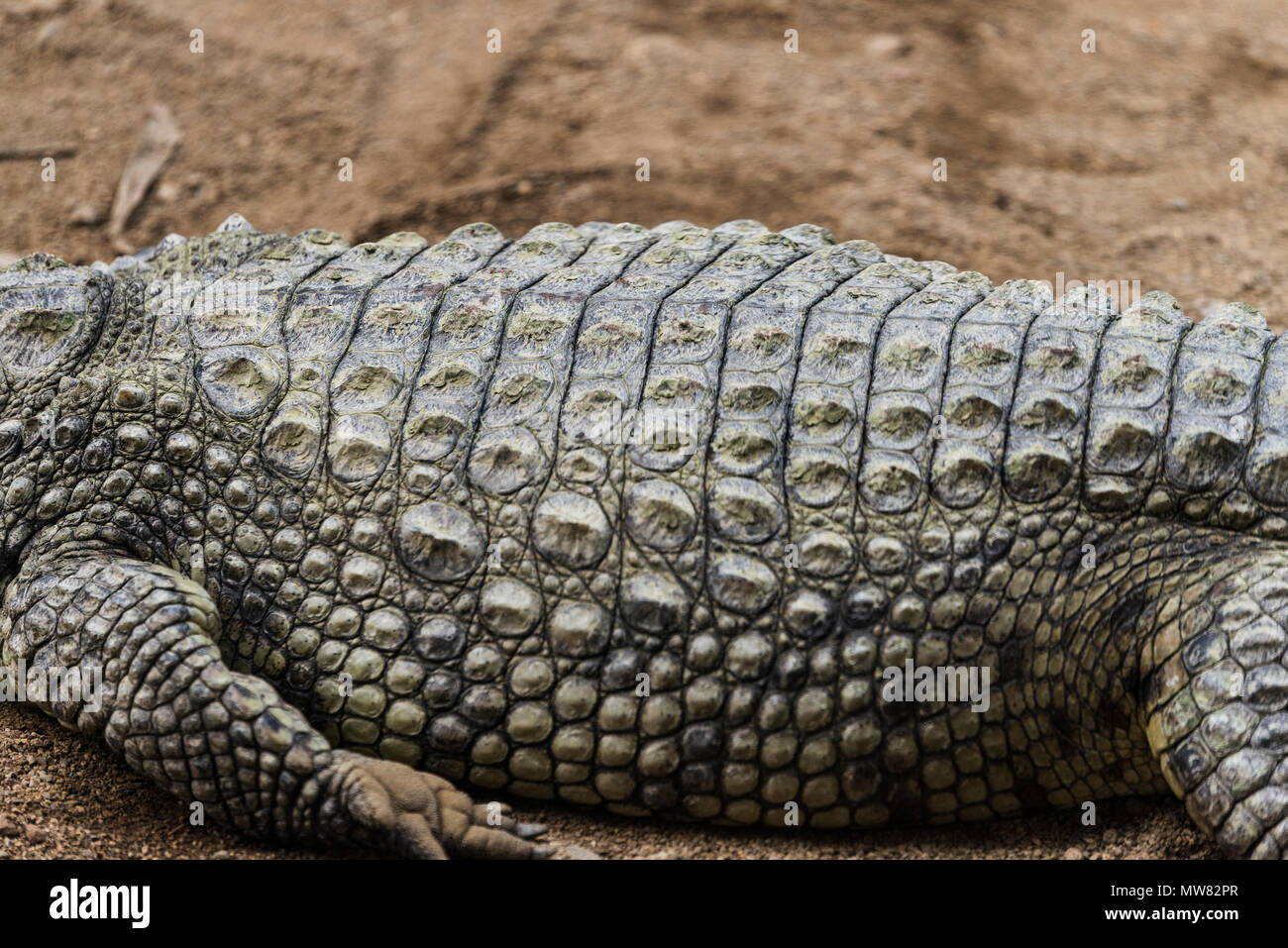 Crocodile skin close up texture shot Stock Photo - Alamy
