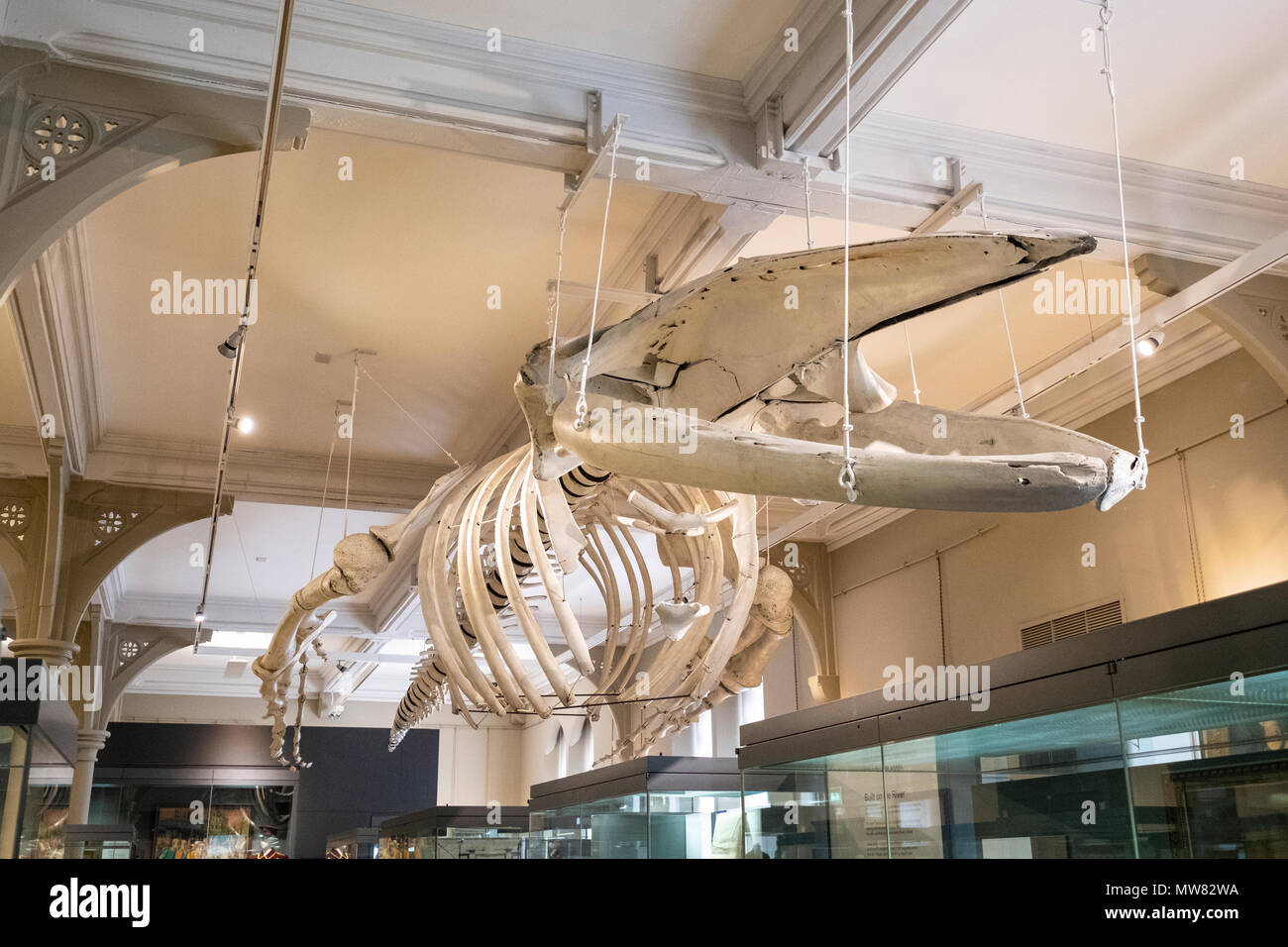 View of skeleton of The Tay Whale (humpback )inside the McManus art ...