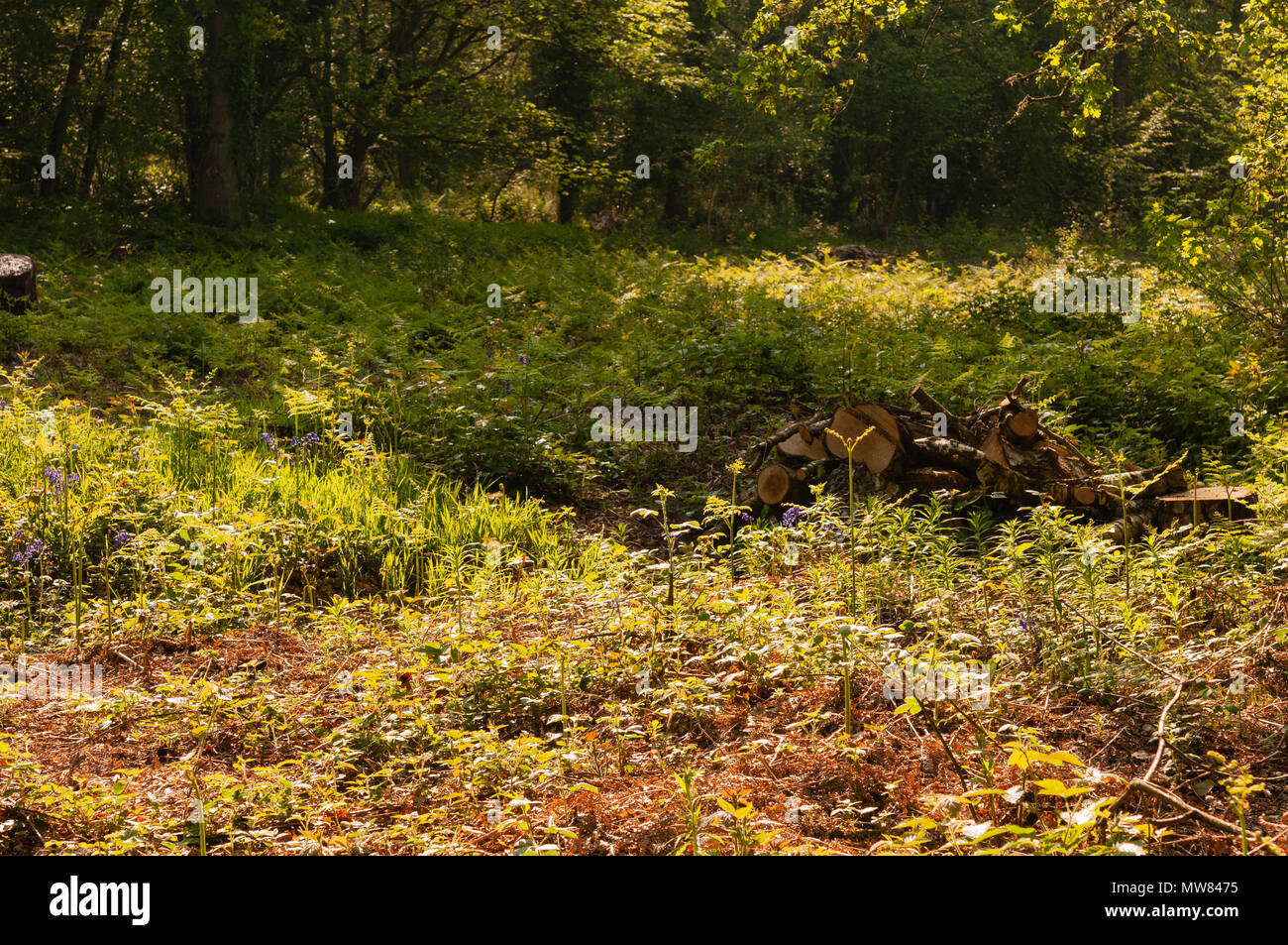Cutting Down Oak Tree Stock Photos & Cutting Down Oak Tree Stock Images ...