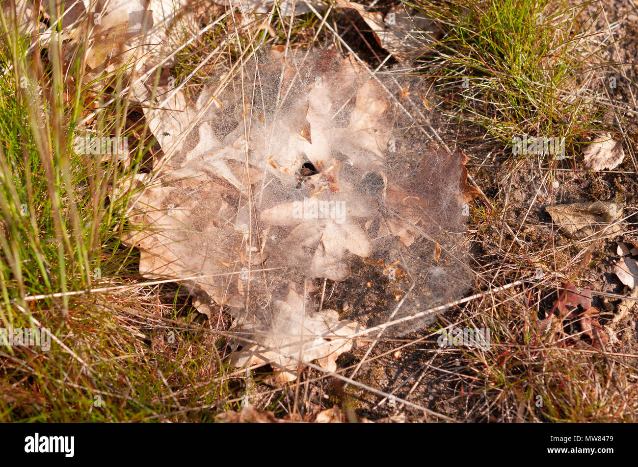 spider web on ground Stock Photo - Alamy