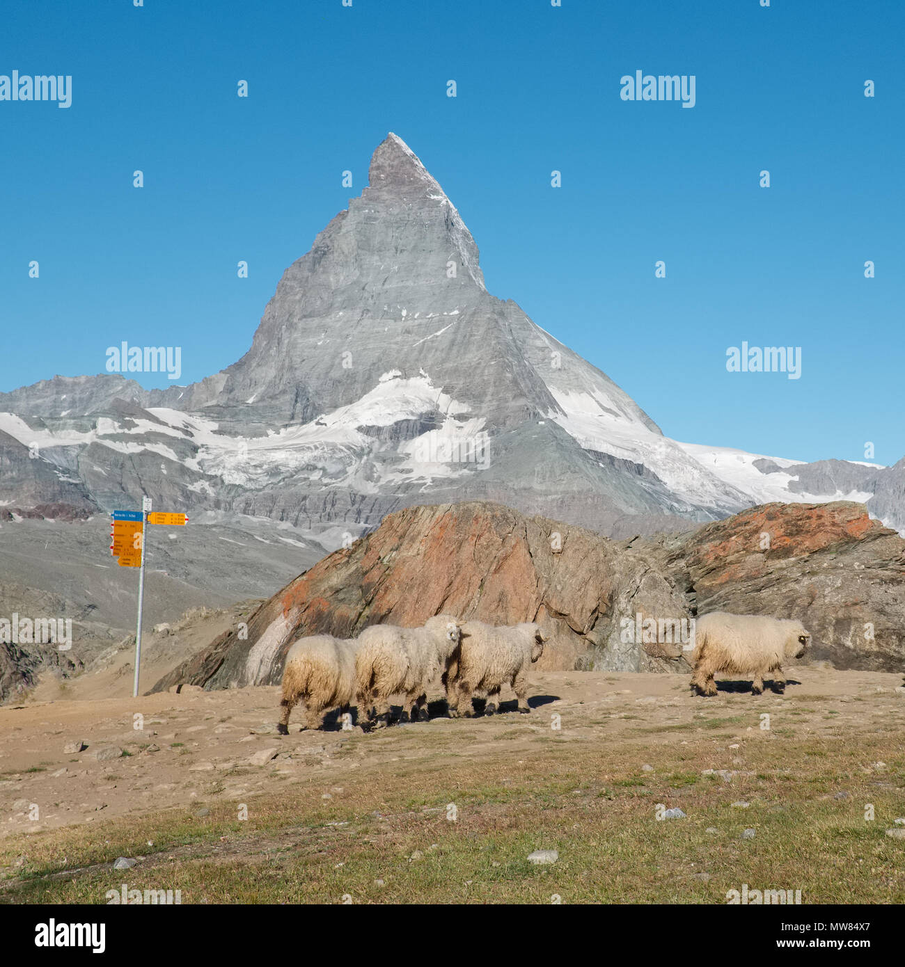 Valais Blacknose Sheep Stock Photos & Valais Blacknose Sheep Stock ...