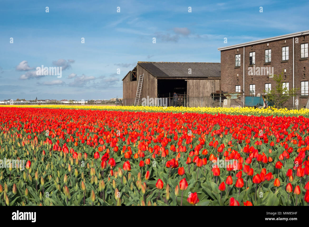 Field of tulips in Lisse, Tuesday 11 April 2017, Lisse, Keukenhof Stock ...