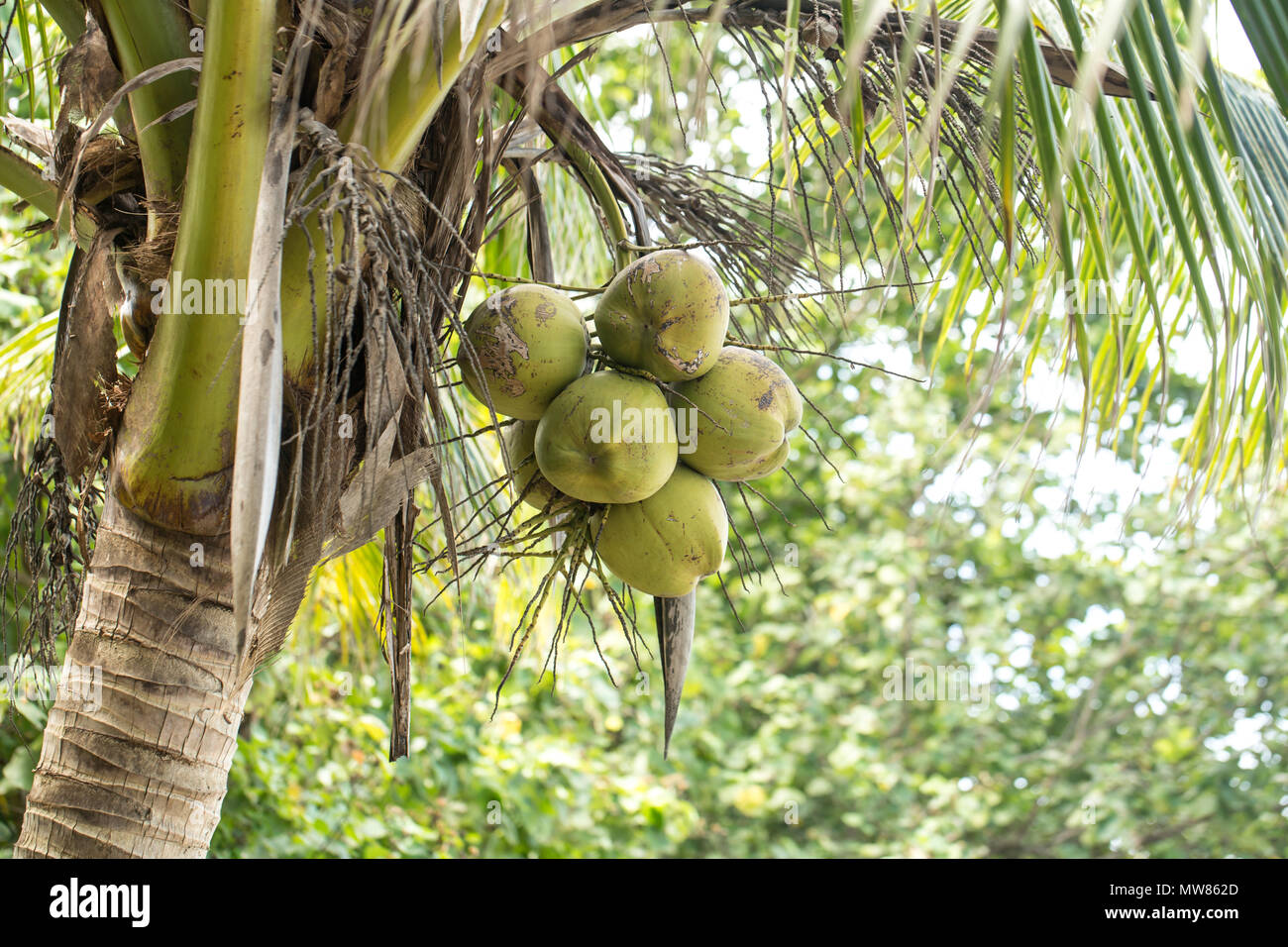 coconuts hanging on the palm,the concept of tropical flora Stock Photo ...
