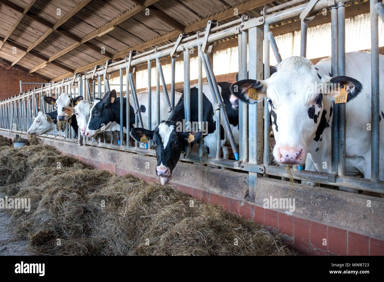 Dairy cows in a farm in, Belgium Stock Photo - Alamy