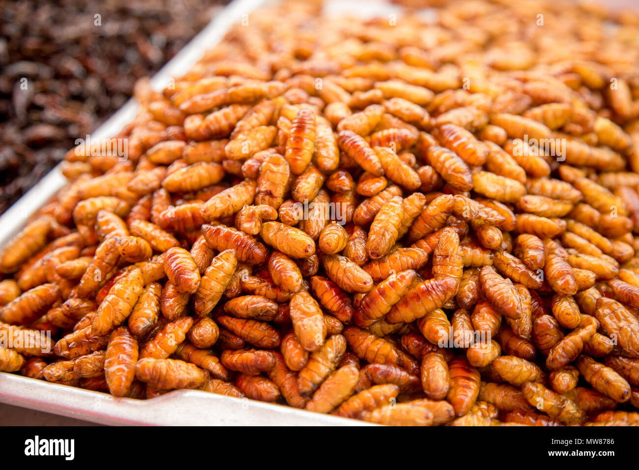 Thai traditional street food grasshoppers,larvae ,market counter ,the ...