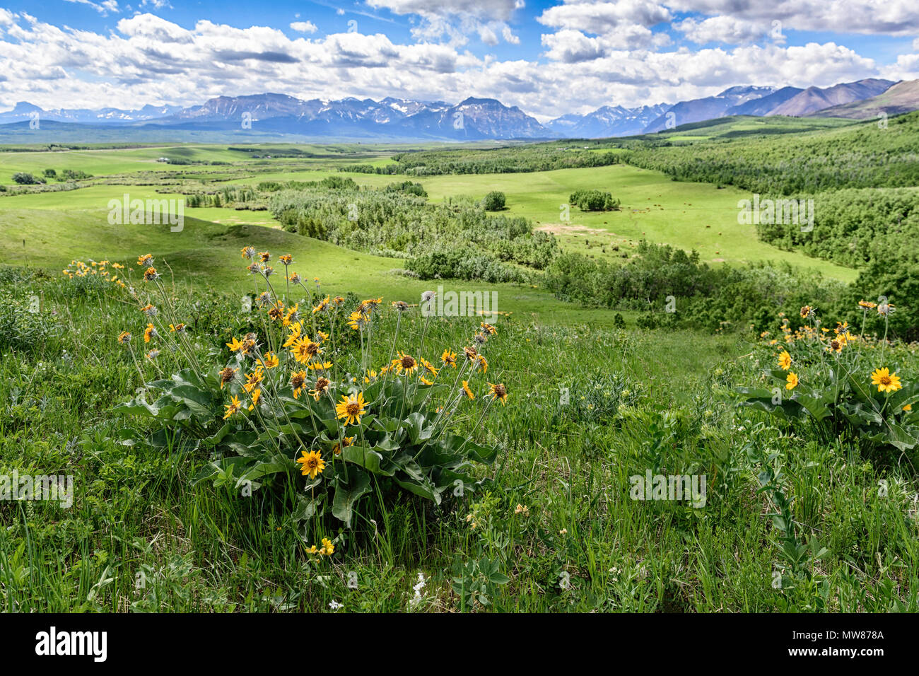 Scenic view of the Foothills and Rocky Mountains in southwest Alberta ...