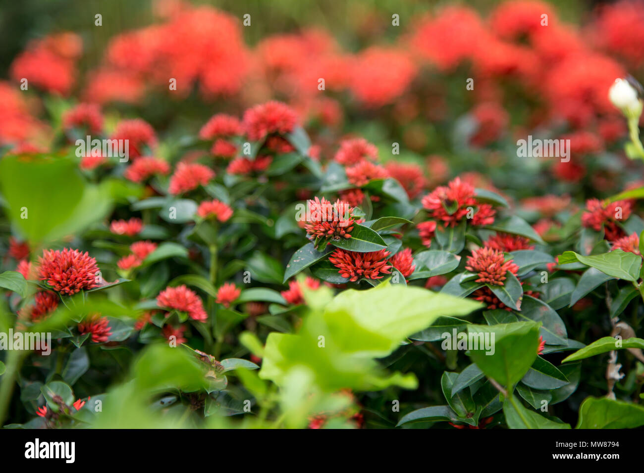 red garden flowers closeup ,concept of gardening Stock Photo - Alamy