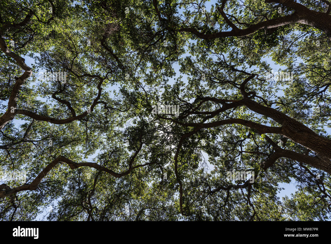 Upward view of old oak tree grove canopy at Corriganville Park in Simi ...