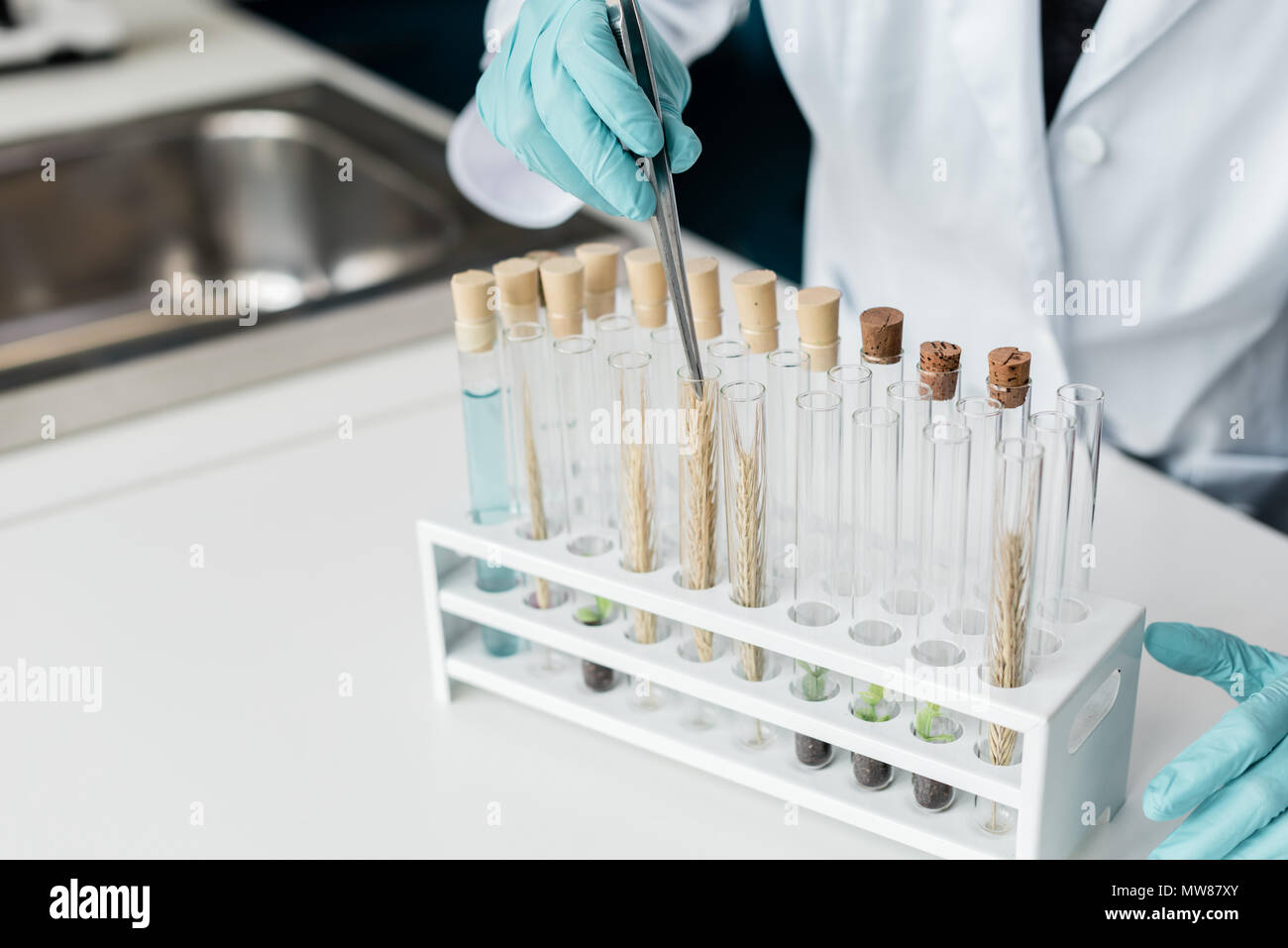 Wheat experiment hi-res stock photography and images - Alamy