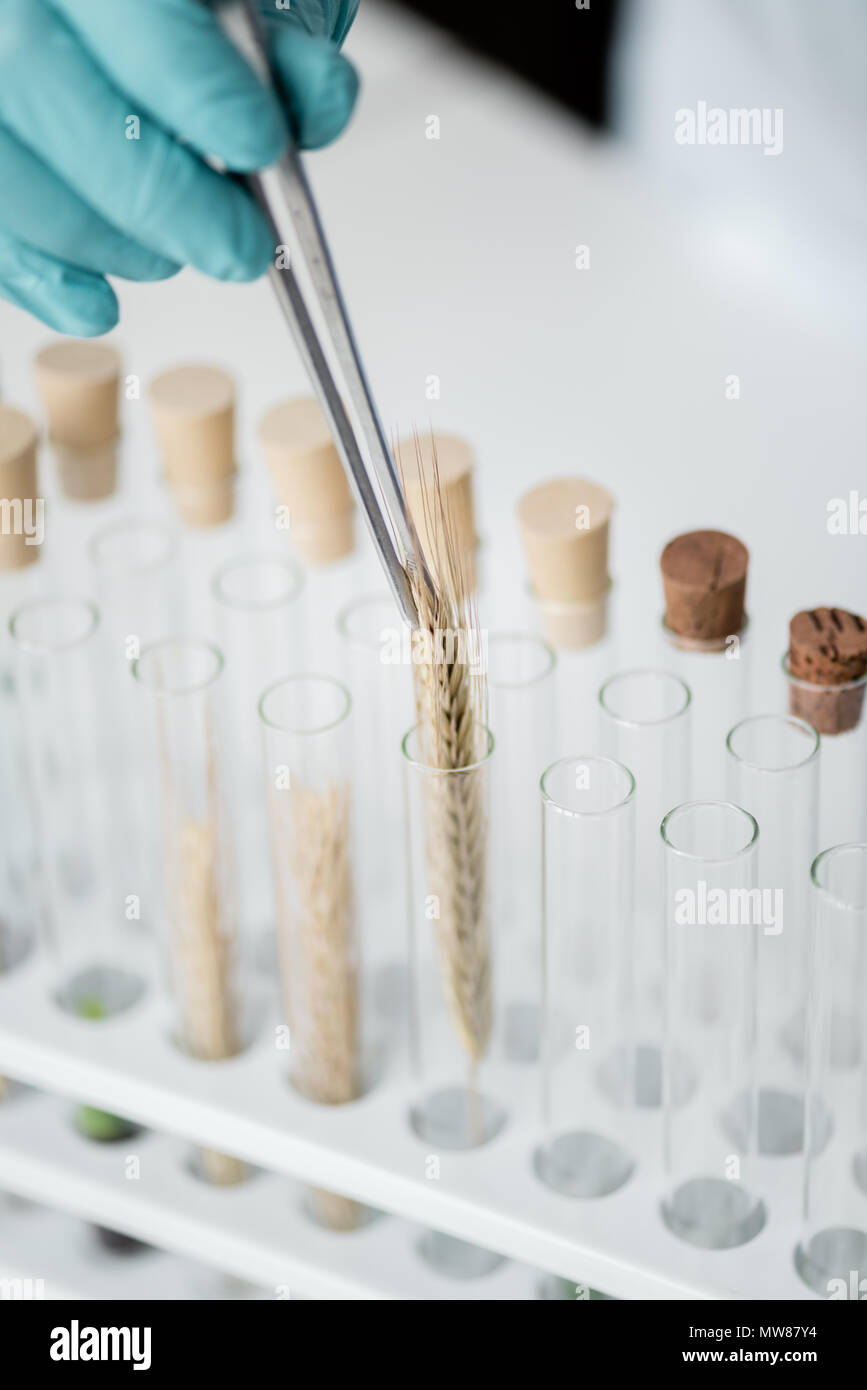 Wheat experiment hi-res stock photography and images - Alamy