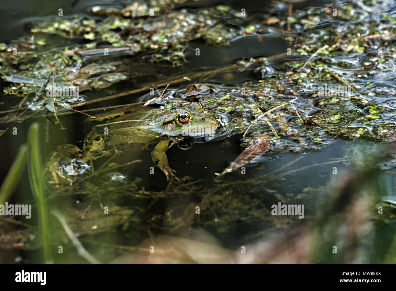 Green frog in the swamp Stock Photo - Alamy