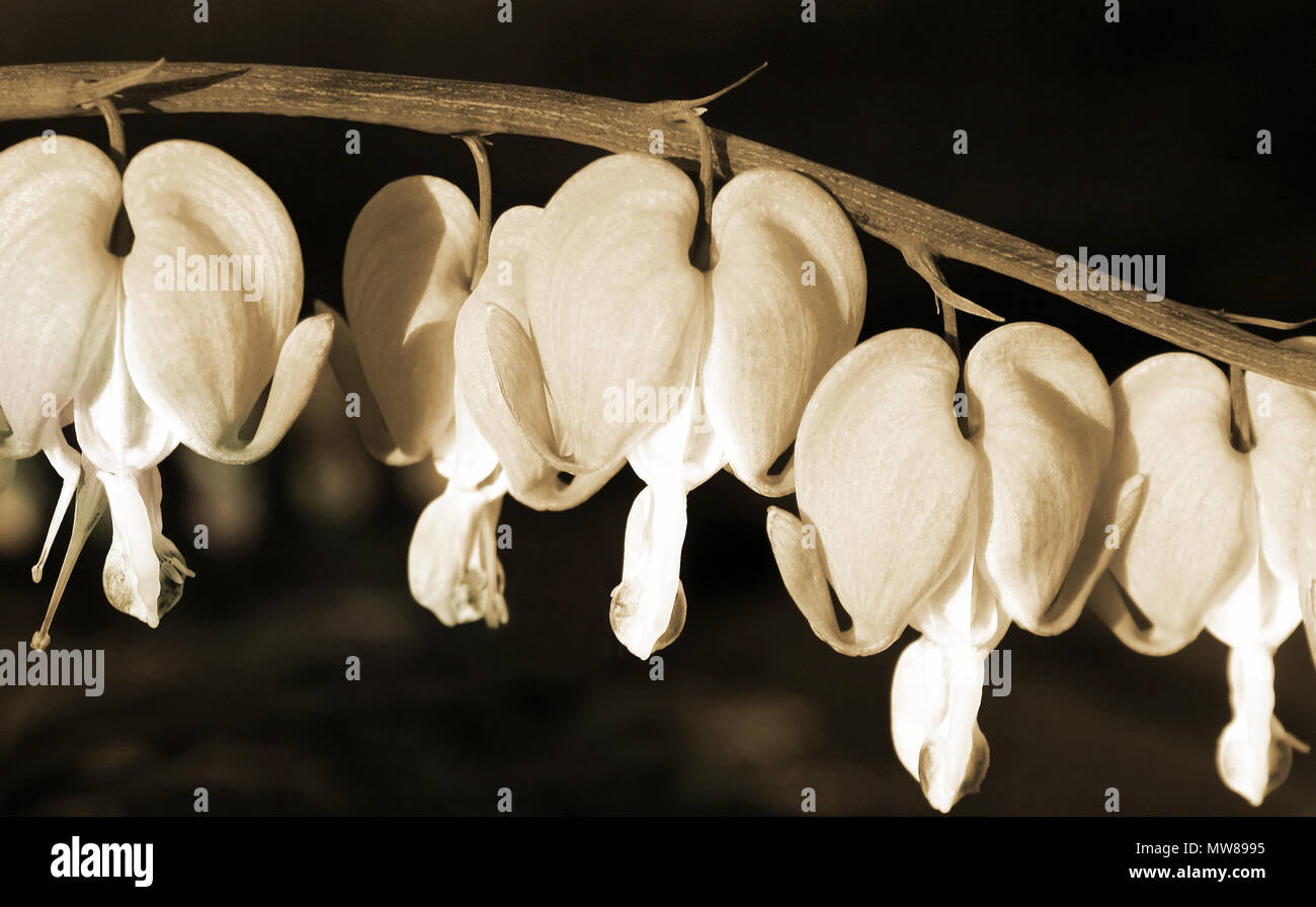 Heart shaped flowers of the Bleeding Heart plant dangling on its branch ...