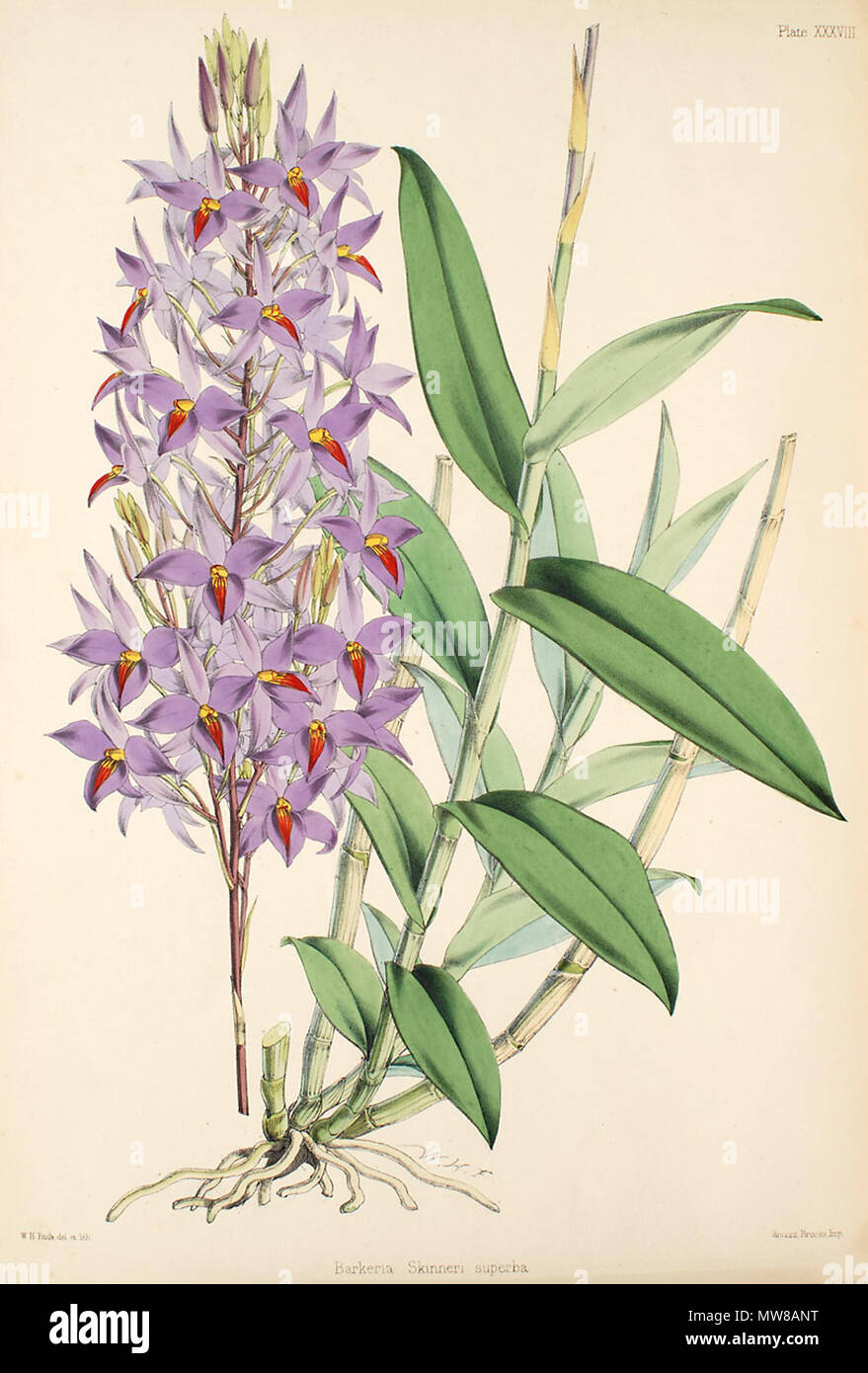 . Illustration of Barkeria skinneri . between 1862 and 1865. Walter ...