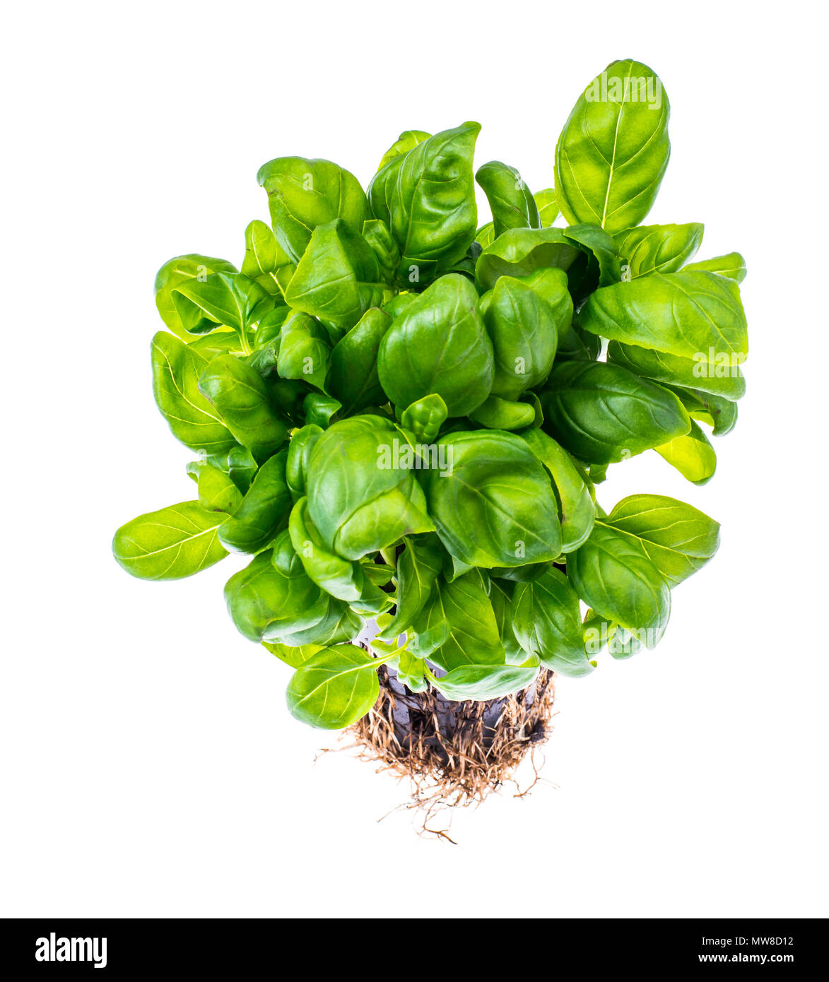 Fresh green basil with roots. Studio Photo Stock Photo - Alamy