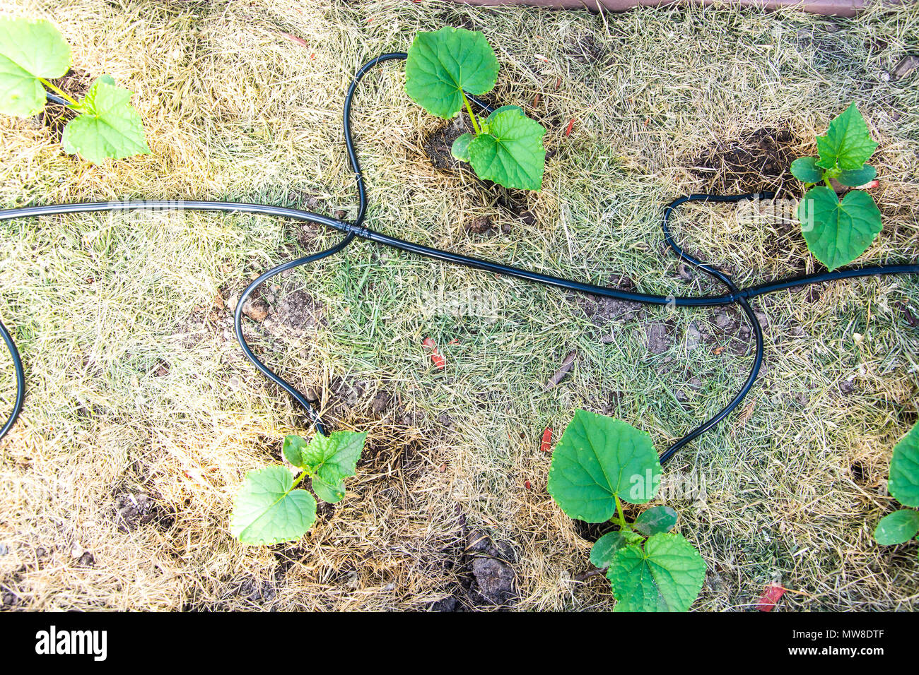 Automatic watering of cucumbers in greenhouse. Studio Photo Stock Photo ...