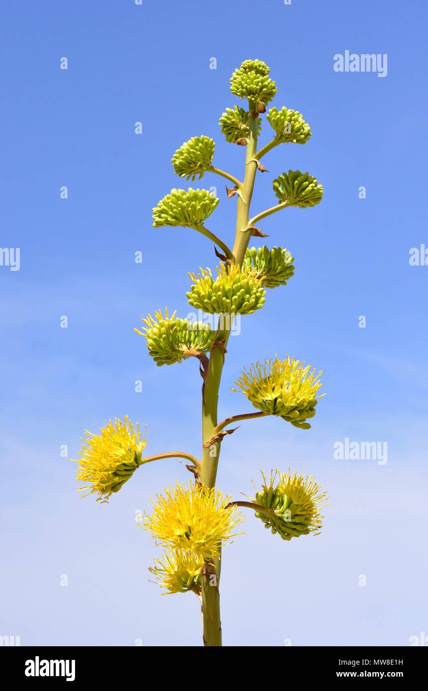Century plant agave americana hi-res stock photography and images - Alamy