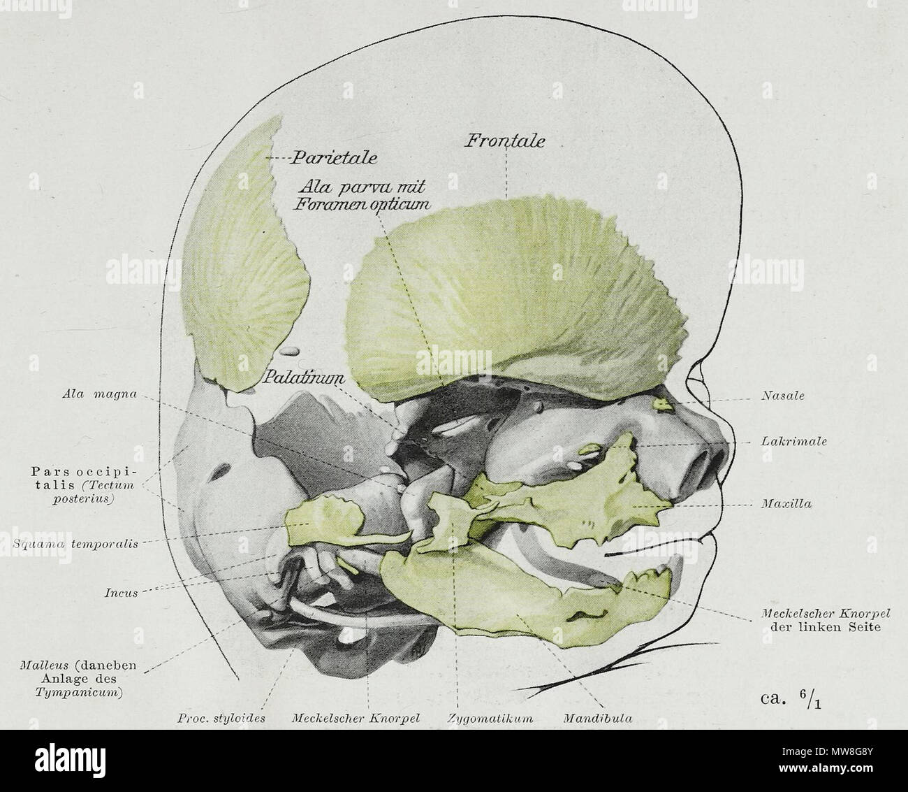 . English: An anatomical illustration from the 1921 German edition of ...