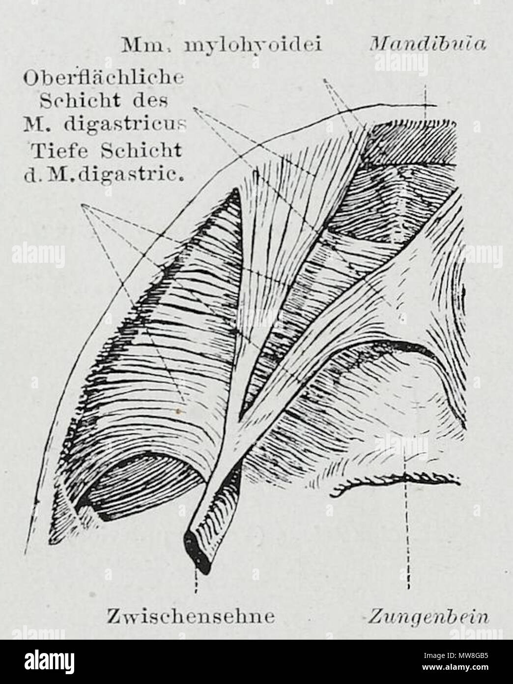 . English: An anatomical illustration from the 1921 German edition of ...