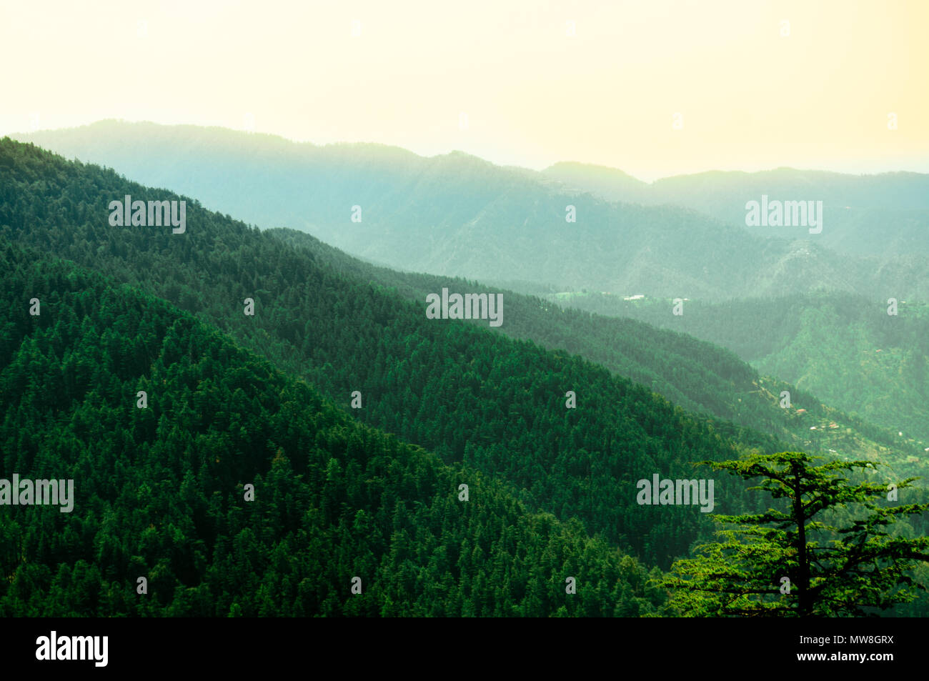 Himachal Pradesh Tree High Resolution Stock Photography and Images - Alamy