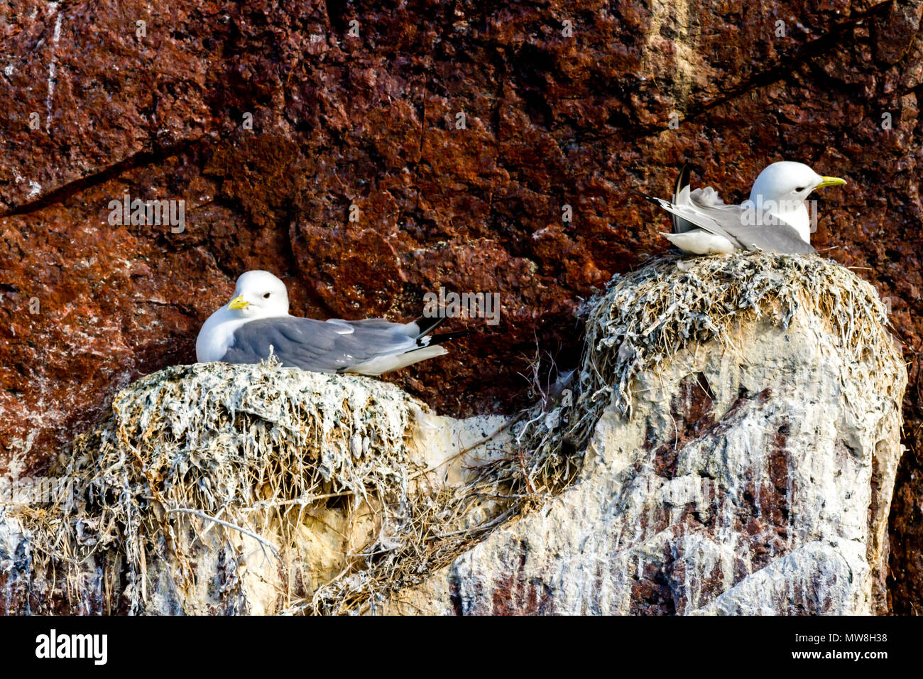 Colony of seagulls hi-res stock photography and images - Alamy