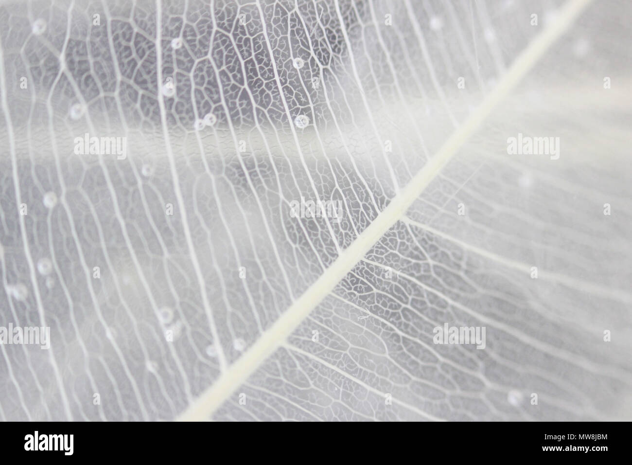 Macro structure white delicate skeletonized leaf of ficus Ficus ...