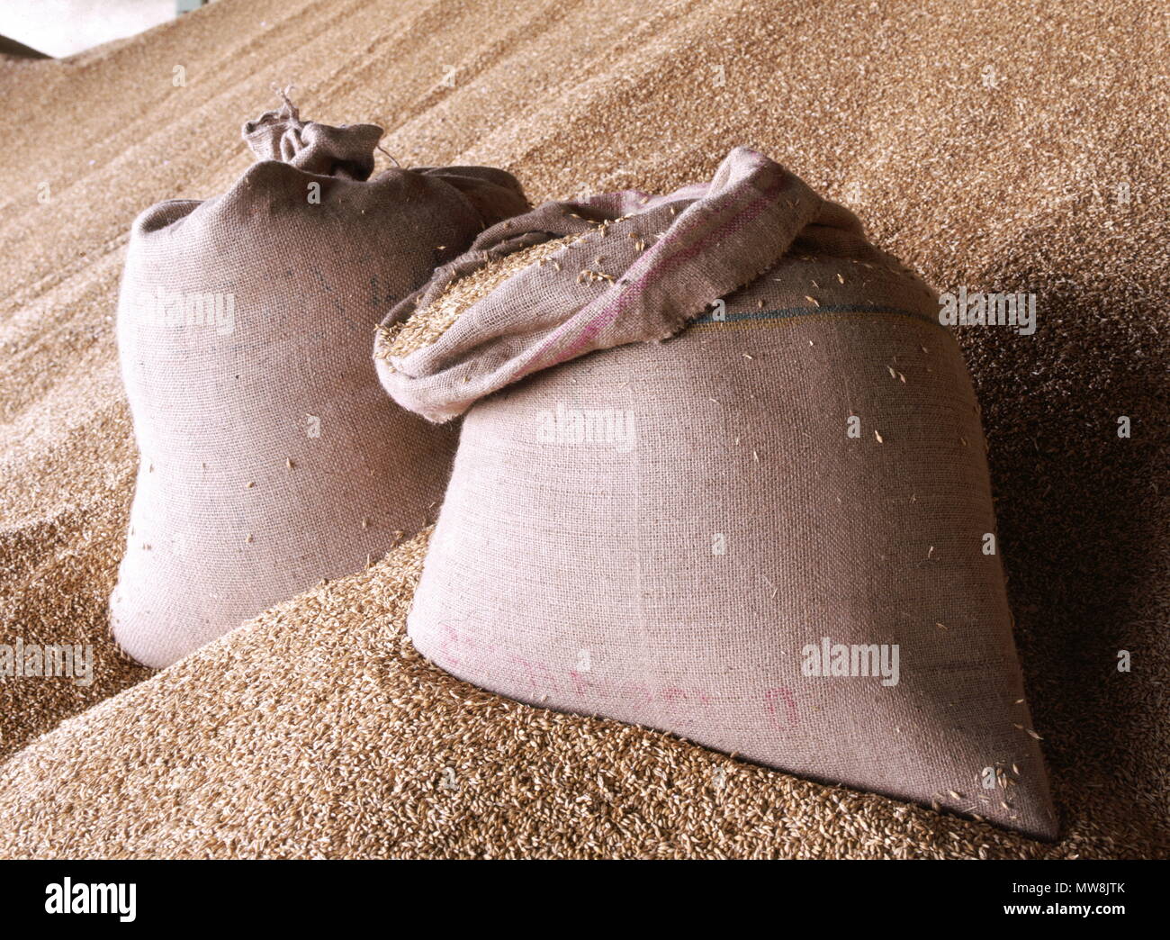 Sack of wheat grains, two side by side Stock Photo - Alamy