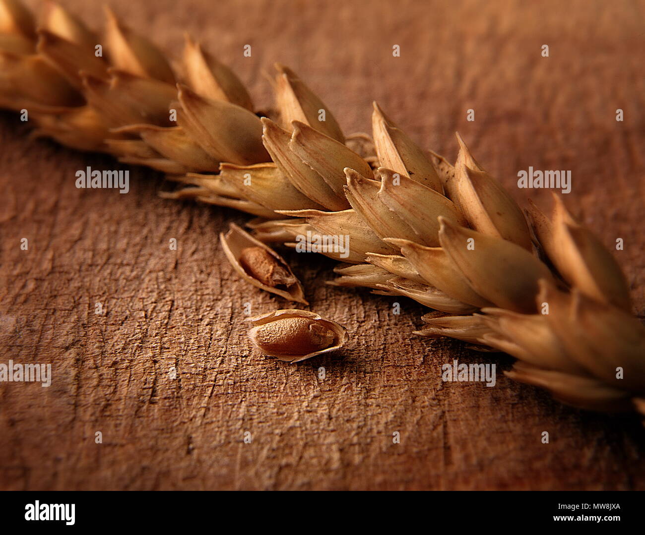 Closeup of wheat stalk and some grains on the side Stock Photo - Alamy