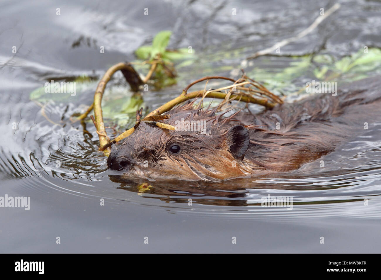 A close up image of a young beaver (Castor Canadensis), swimming ...