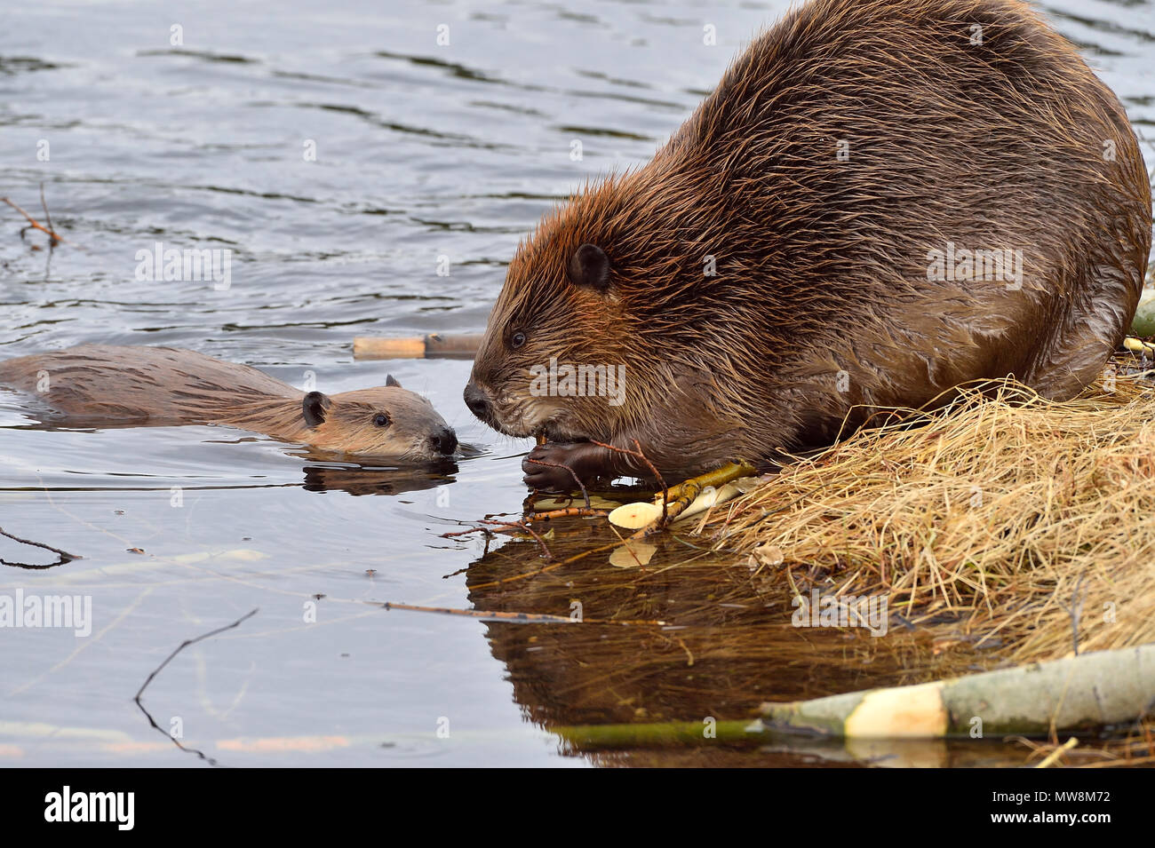 A mother beaver (Castor Canadensis); nibbling on some tender young ...