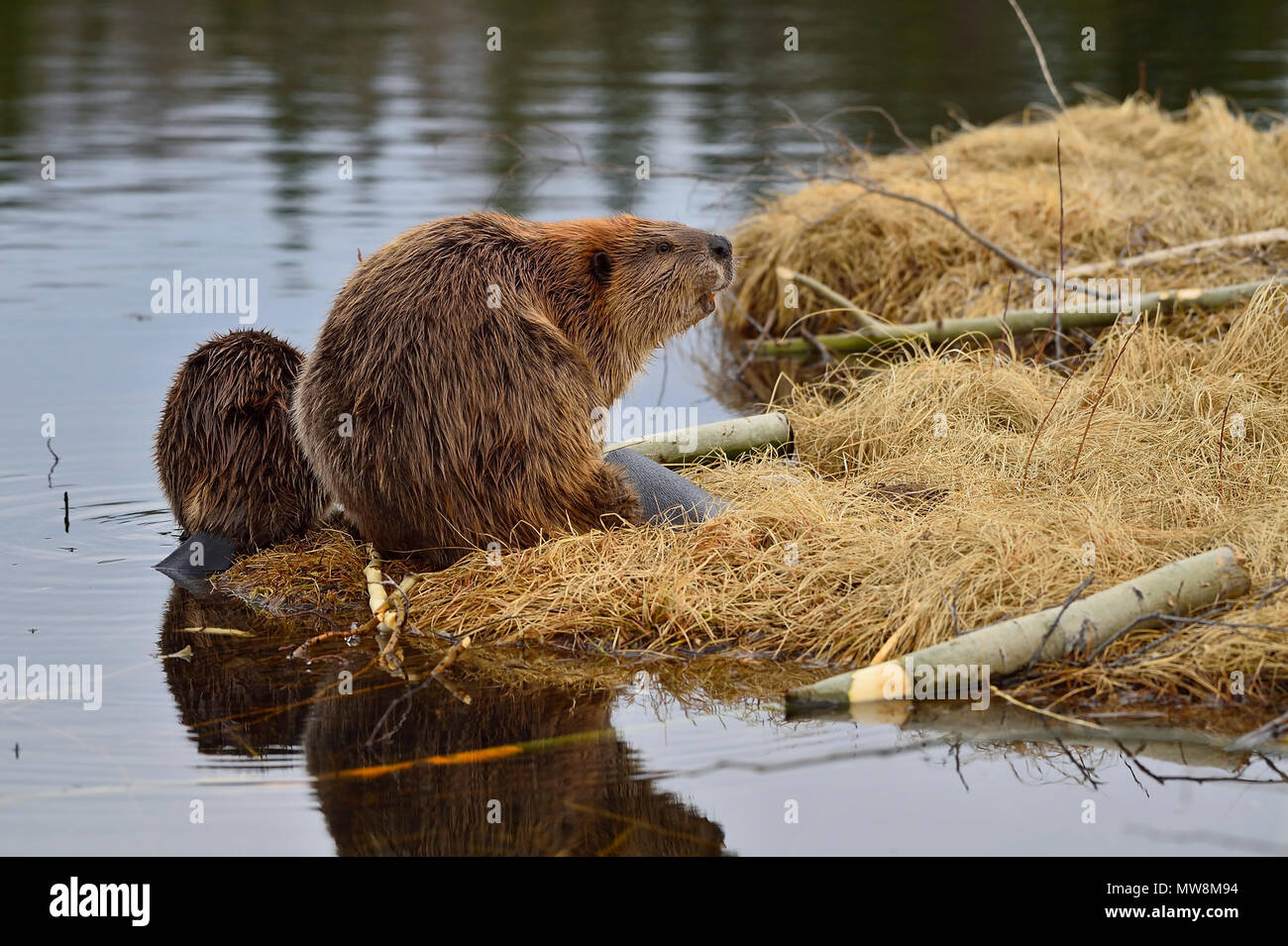 Baby beavers with mother in the water hi-res stock photography and ...