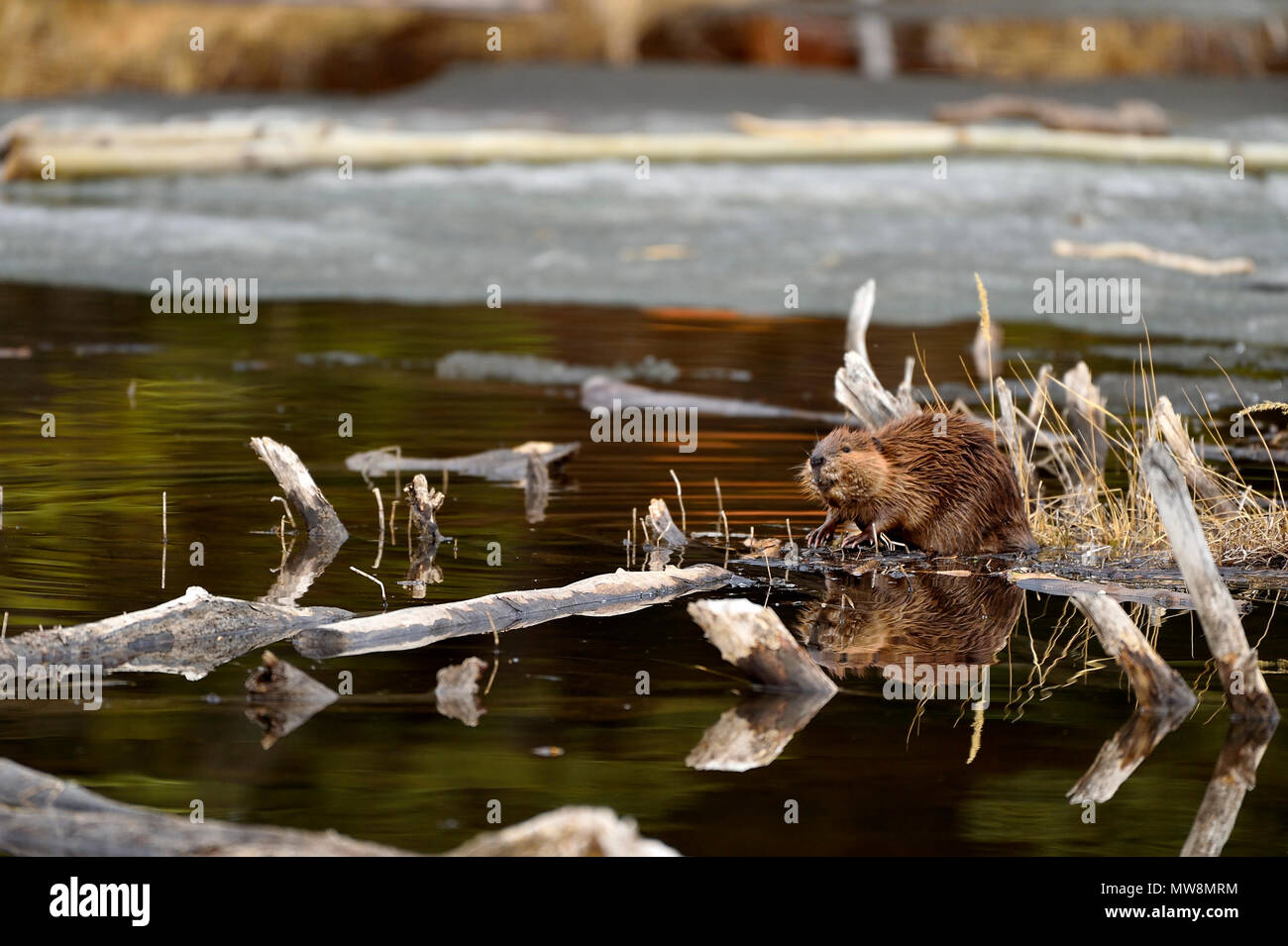 A young beaver 'Castor canadenis'; resting on a dry area in his pond at ...