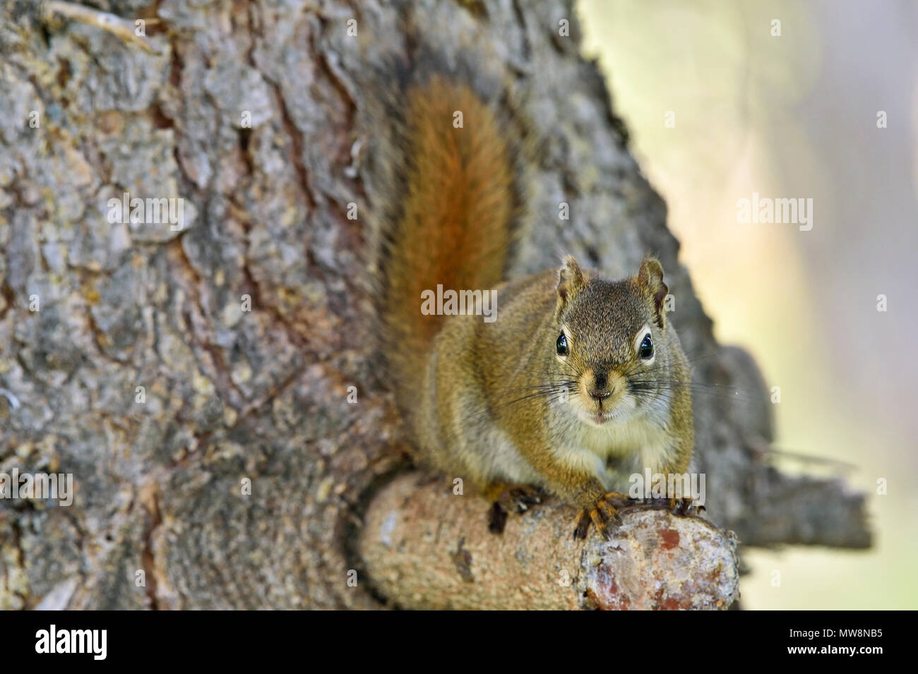 A red squirrel "Tamiasciurus hudsonicus"; perched on branch of a spruce ...