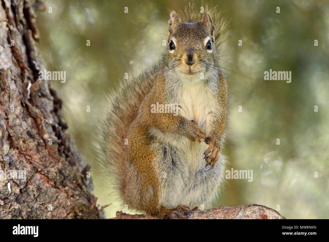 A wild red squirrel "Tamiasciurus hudsonicus"; sitting upright on ...