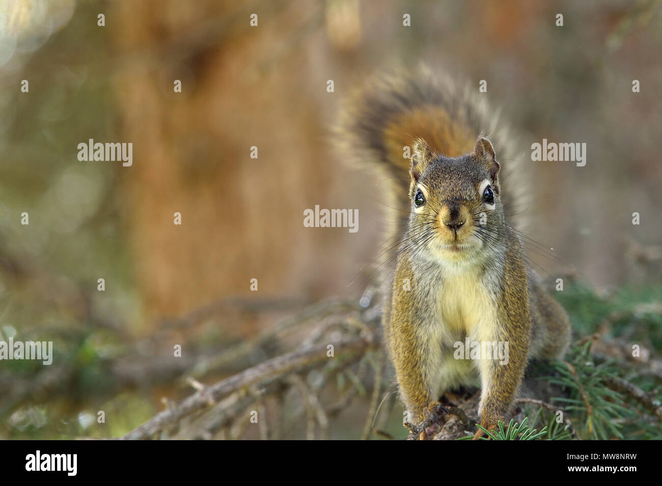 A front view of a wild red squirrel "Tamiasciurus hudsonicus"; standing ...