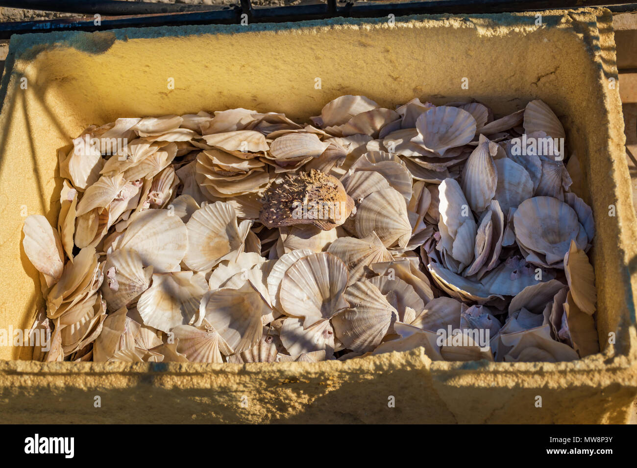 Box full of big washed up seashells (Rhodes, Greece Stock Photo - Alamy