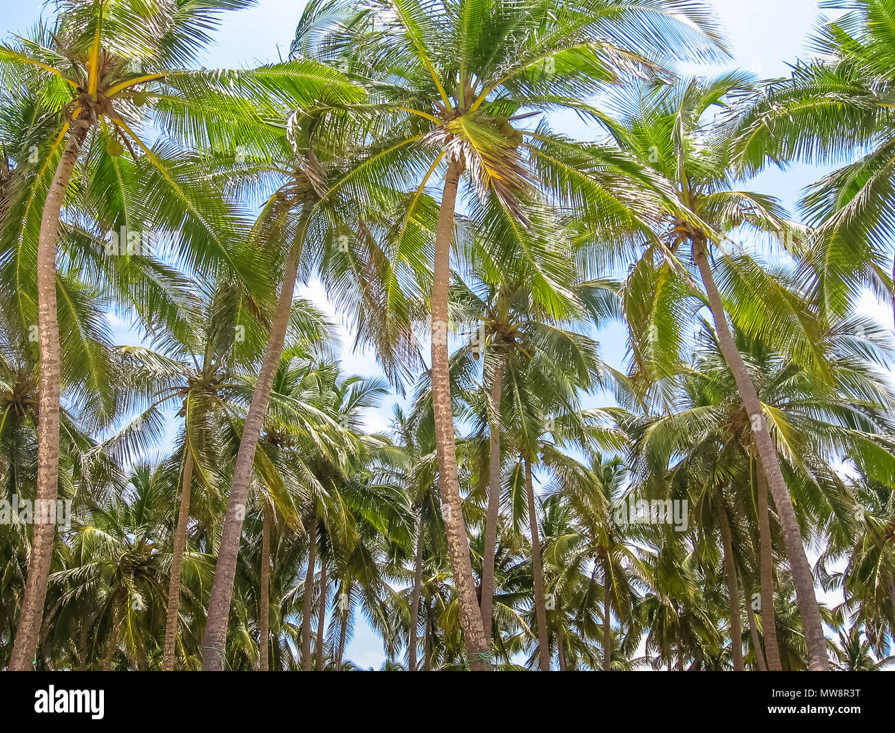 Forest of palm trees coconut in Samana Peninsula that surrounds the ...