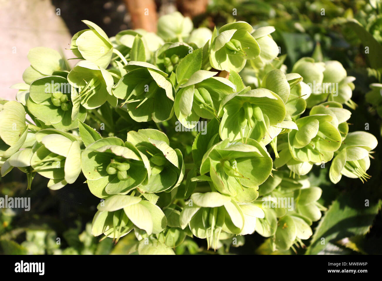 Hellebore seed pods hi-res stock photography and images - Alamy