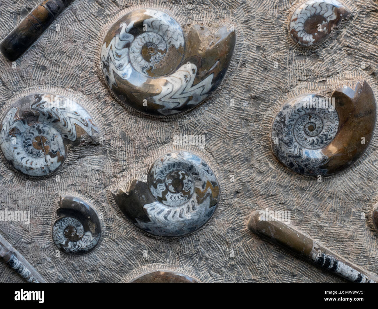 Fossils in the rock: round ammonites and elongated, like a finger ...