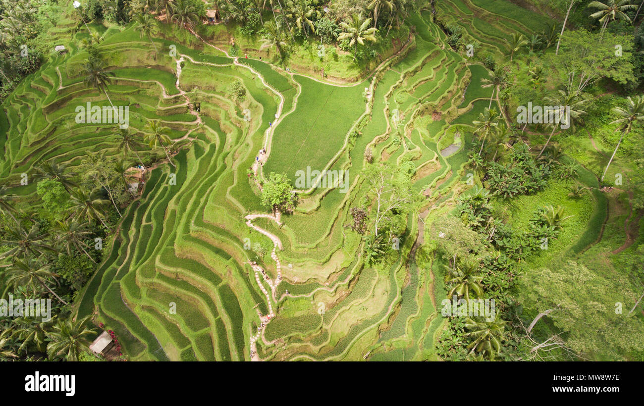 Aerial view of rice terrace field, farmlands. Rice plantation,terrace ...