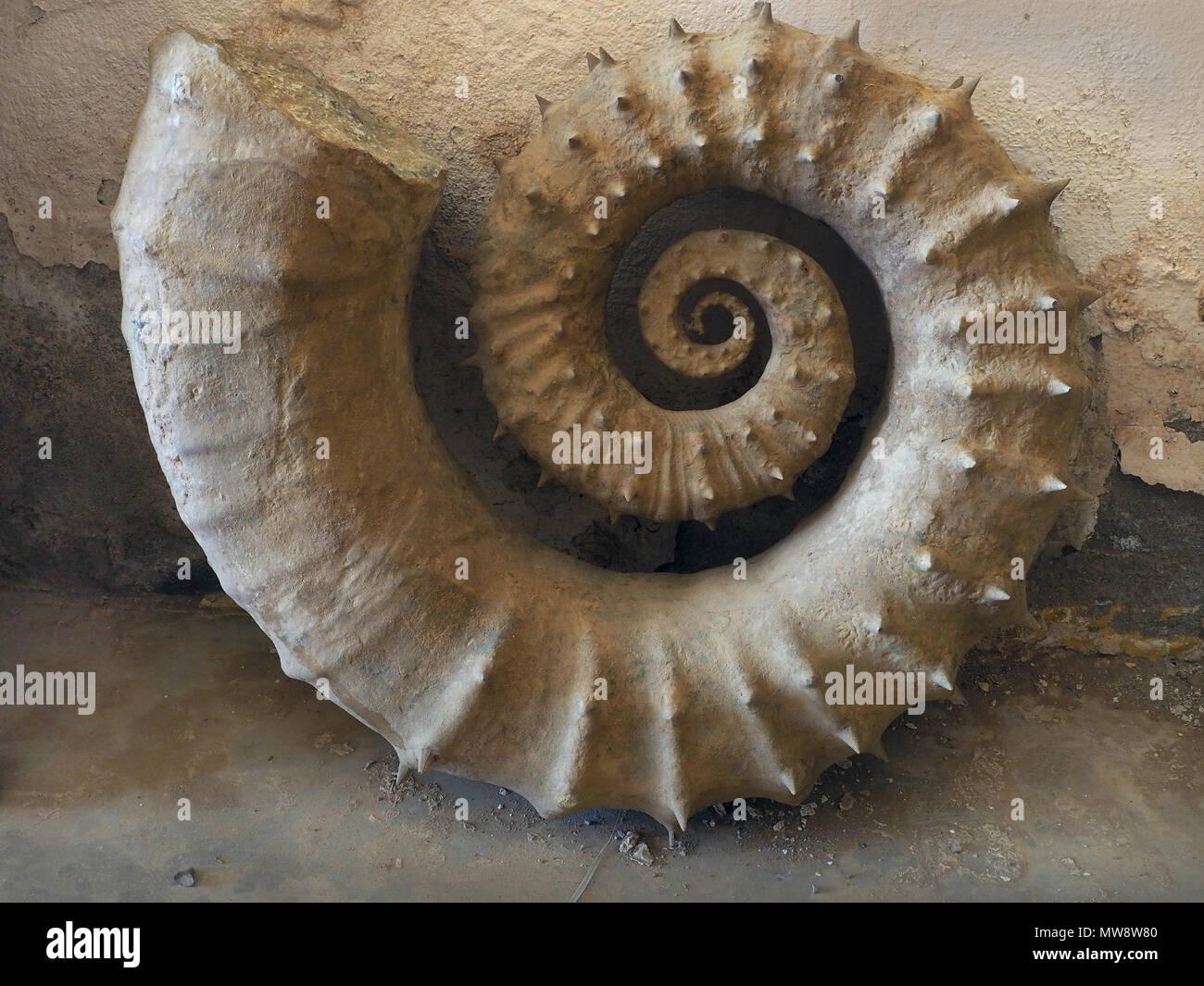 Fossil ancient marine organism, huge ribbed petrified ammonite with ...