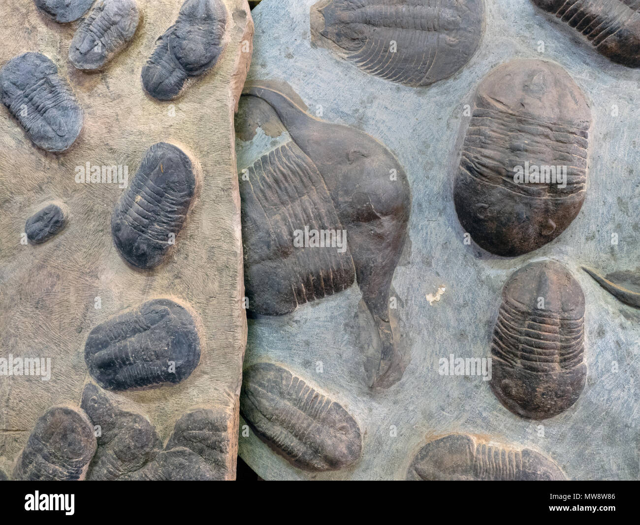 Two slabs of rocks with fossilized animals are trillobites: on the left ...